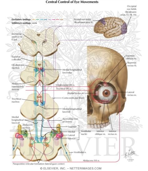 Control of Eye Movements