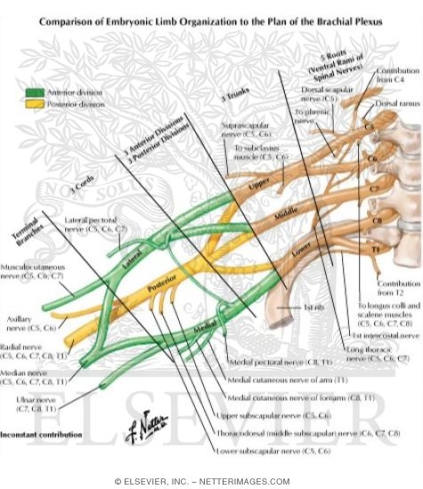 brachial plexus schematic