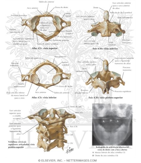 Atlas de Anatomia Humana