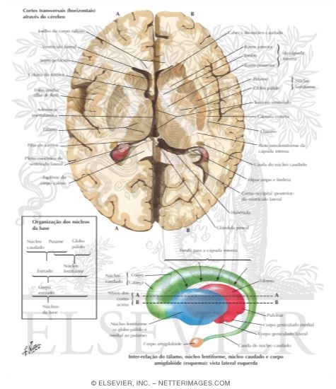 Basal Ganglia Basal Nuclei (Ganglia)