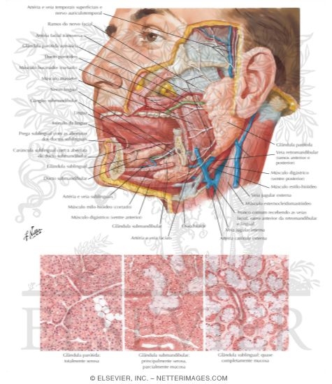 Anatomía De Las Glándulas En La Boca 734x624