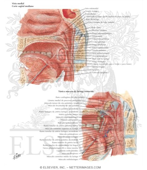 Fauces Fauces and Tonsils