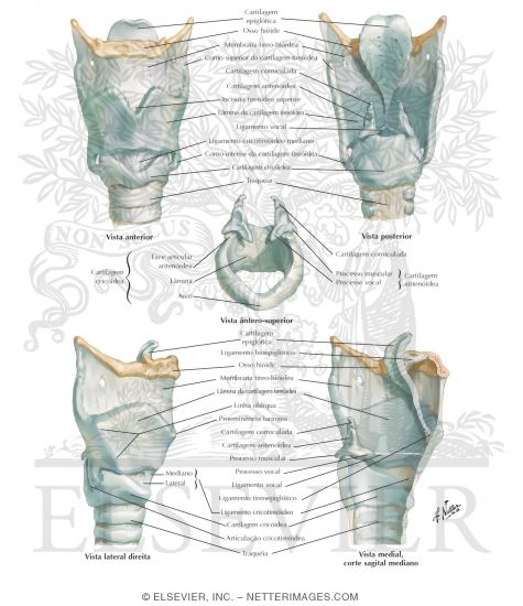 Cartilages of the Larynx