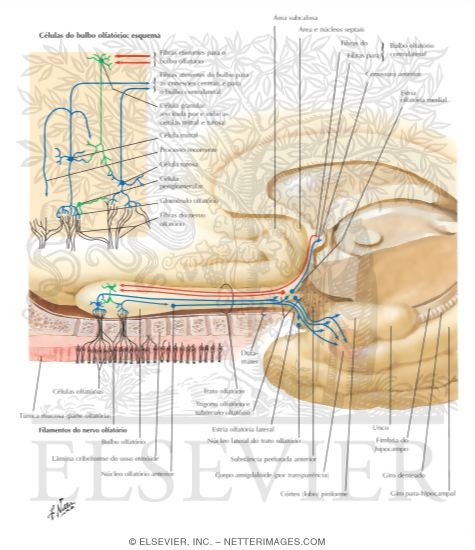 Olfactory Nerve: Schema