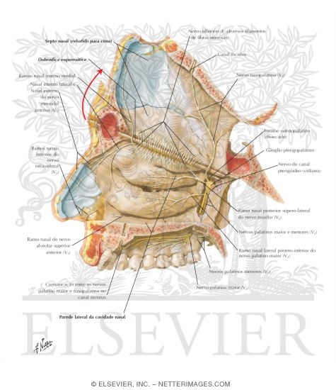 Cavidade Nasal Exame Clínico Do Nariz E Seios Paranasais – Liga