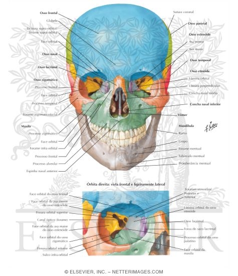 Vista Frontal Do Cranio Humano Real