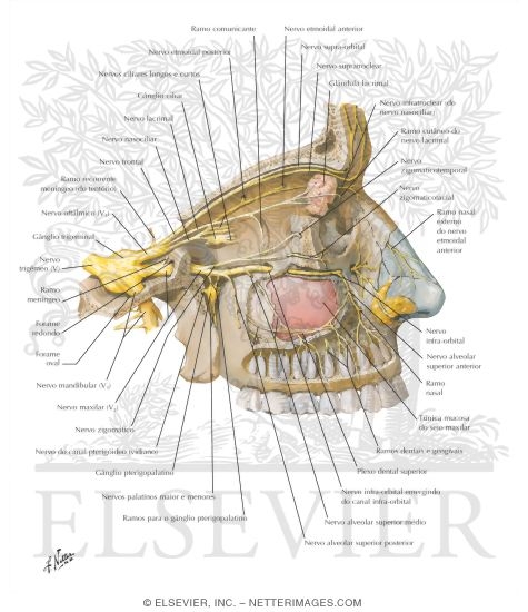 Opthalmic (V1) and Maxillary (V2) Nerves