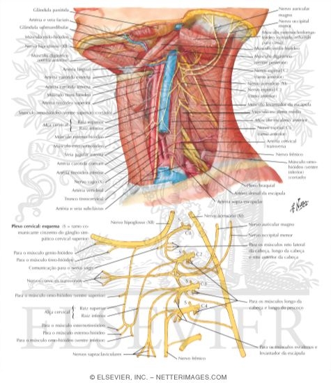 plexua cervicalis