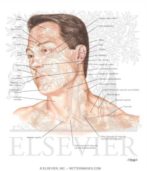 Head and Neck: Surface Anatomy