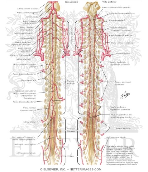 Medula Espinal; Medula Espinhal