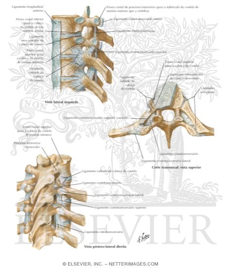 Costovertebral Joints