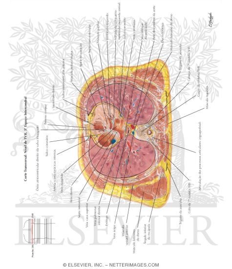 Thorax: Four Chambers of Heart