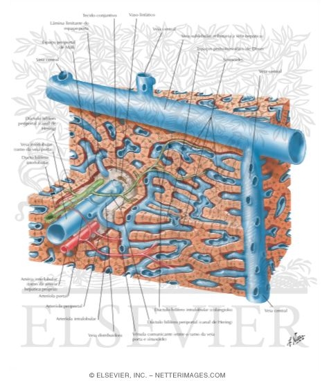 Liver Structure: Schema Liver Ultrastructure Metabolism ...
