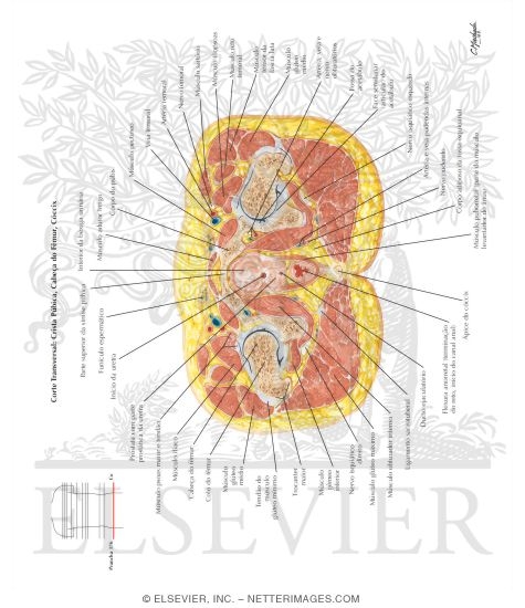 Male Pelvis: Bladder-Prostate Junction