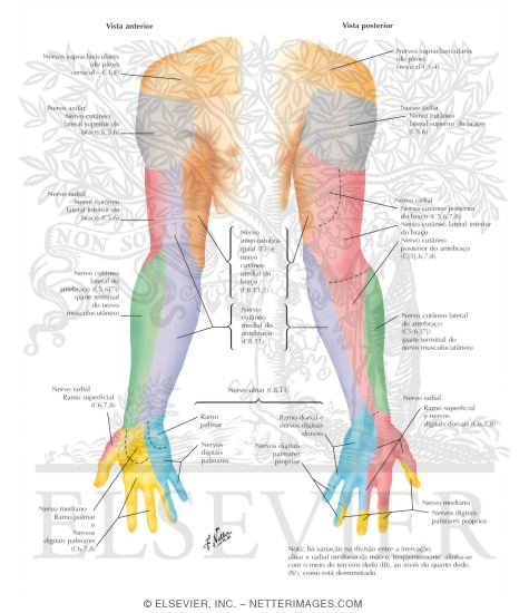 Cutaneous Innervation of the Upper Limb