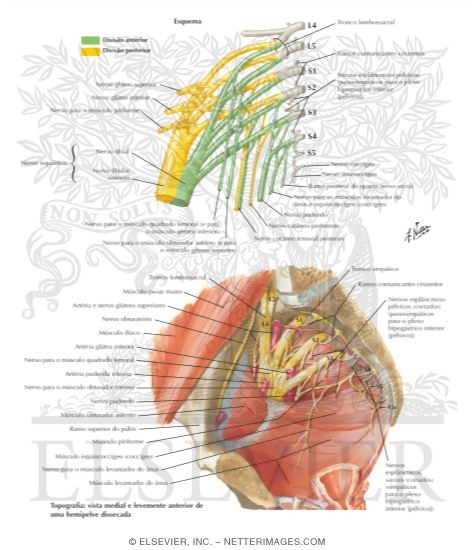 Opiniones de plexo coccigeo