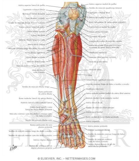 Muscles, Arteries, and Nerves of Leg: Deep Dissection (anterior view ...