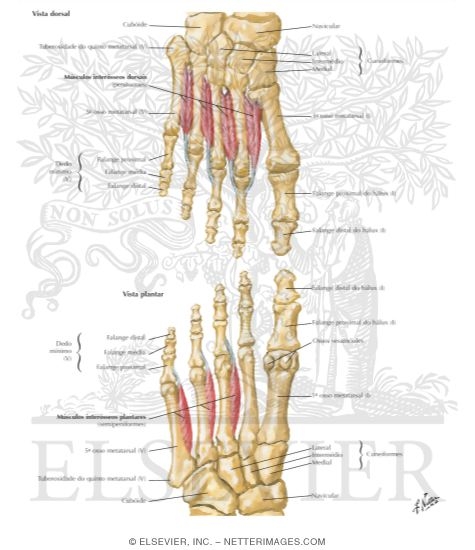 Interosseous Muscles of Foot Muscles: Fourth Plantar Layer