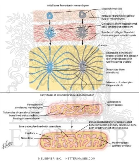 Intramembranous Ossification Stages