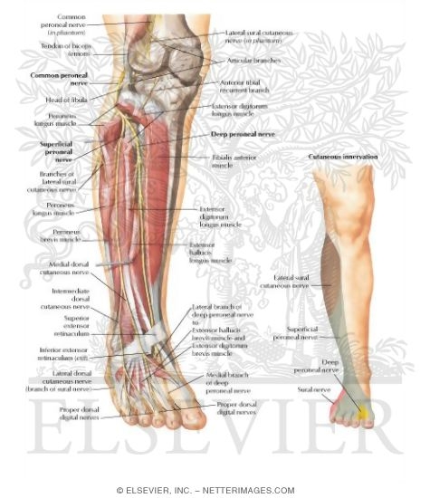 Peroneal Nerve Dermatome