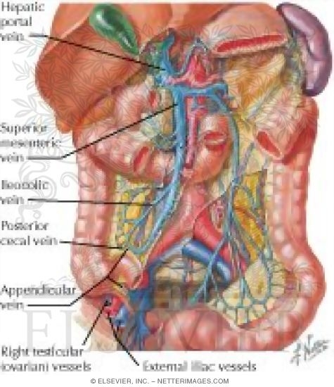 Venous Drainage Of Intestines