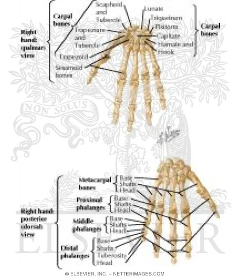 Bones of Wrist and Hand
