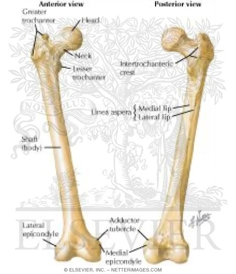 Osteology of the Femur