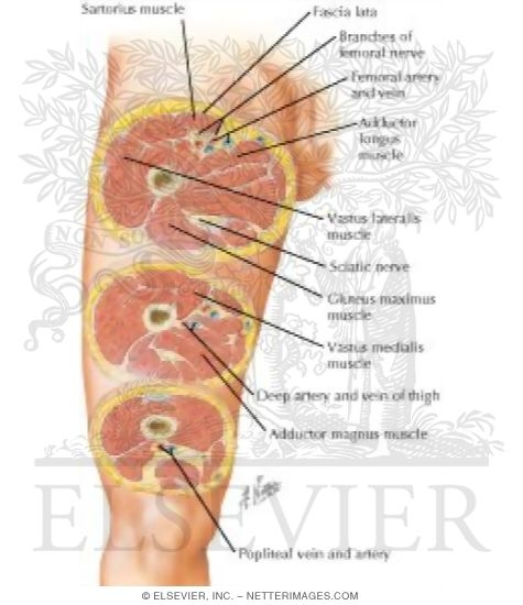 Cross-Sectional Anatomy of Thigh Thigh: Serial Cross Sections