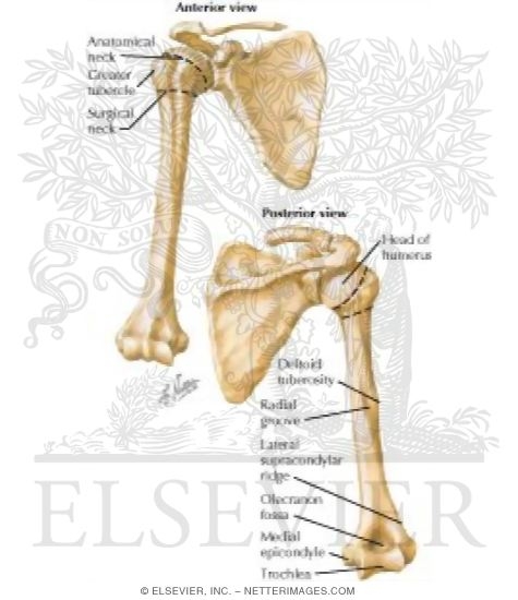 Shoulder Bones Pectoral Girdle 