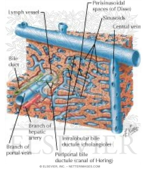 Liver Structure: Schema Liver Ultrastructure Metabolism ...