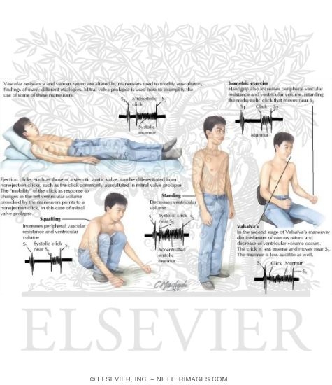Maneuvers in Cardiac Physical Examination