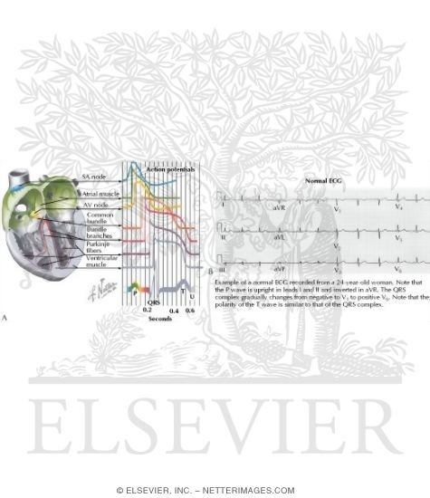 Physiology of the Specialized Conduction System Relation of Action ...