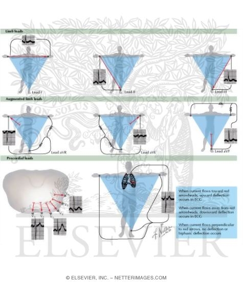Electrocardiographic Leads
