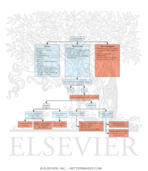 Algorithm for the Diagnosis of Hypertrophic Cardiomyopathy (HCM)