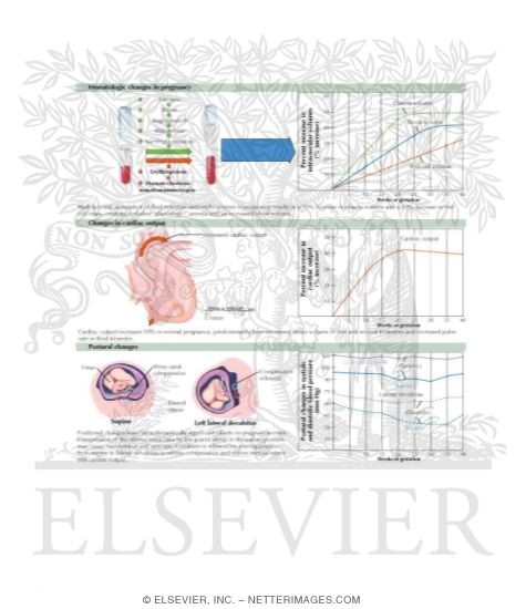Cardiovascular Adaptations to Pregnancy