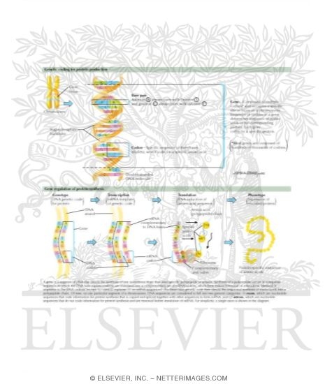Genetics in Cardiovascular Medicine
