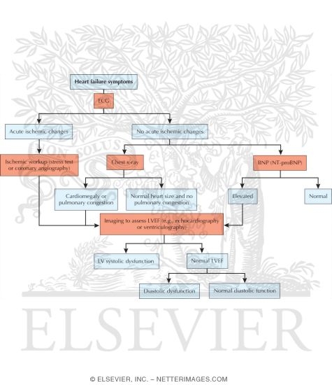 Simplified Diagnostic Algorithm for Heart Failure