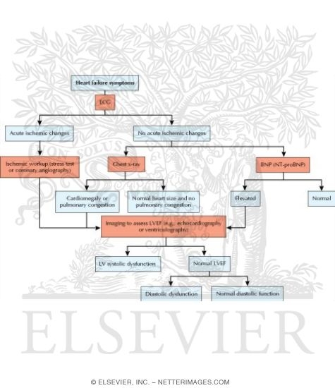 Simplified Diagnostic Algorithm for Heart Failure Simplified Diagnostic Algorithm for Heart Failure