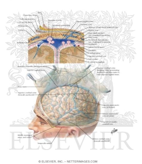 Meninges and Superficial Cerebral Veins