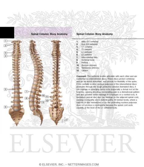 Vertebral Column