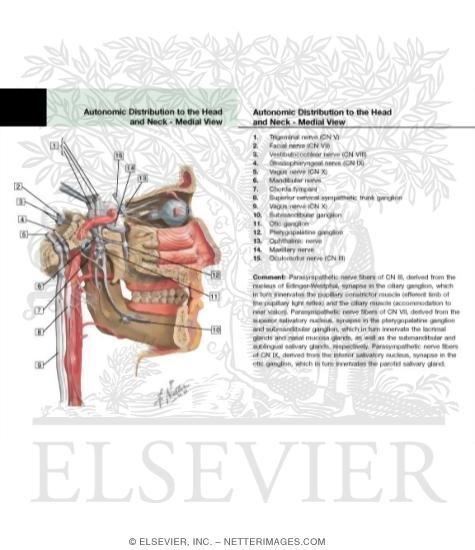 Autonomic Nerves in Head