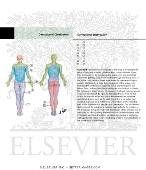 Adult Dermatomes Dermal Segmentation