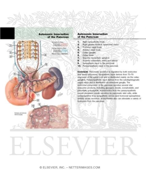 Innervation of Pancreas: Schema