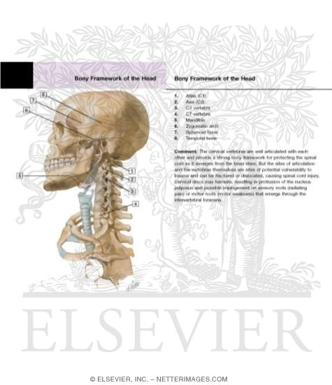 Bony Framework of Head and Neck