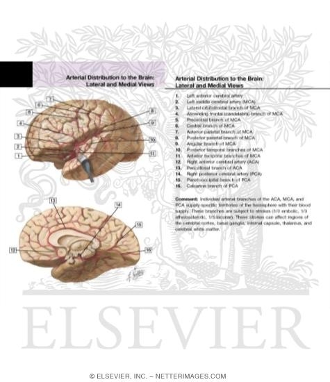 Arteries of Brain: Lateral and Medial Views Arterial Supply of the ...