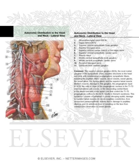 Autonomic Nerves in Neck