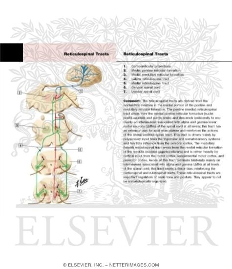 Reticulospinal and Corticoreticular Pathways