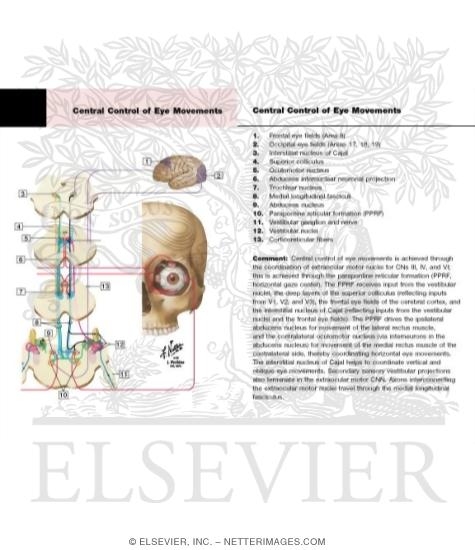 Control of Eye Movements