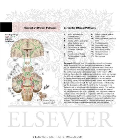 Cerebellar Efferent Pathways