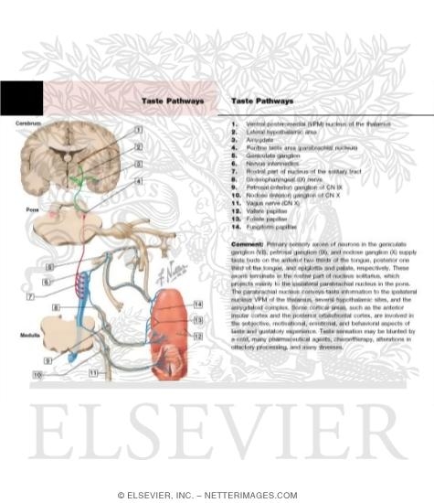 Taste Pathways: Schema